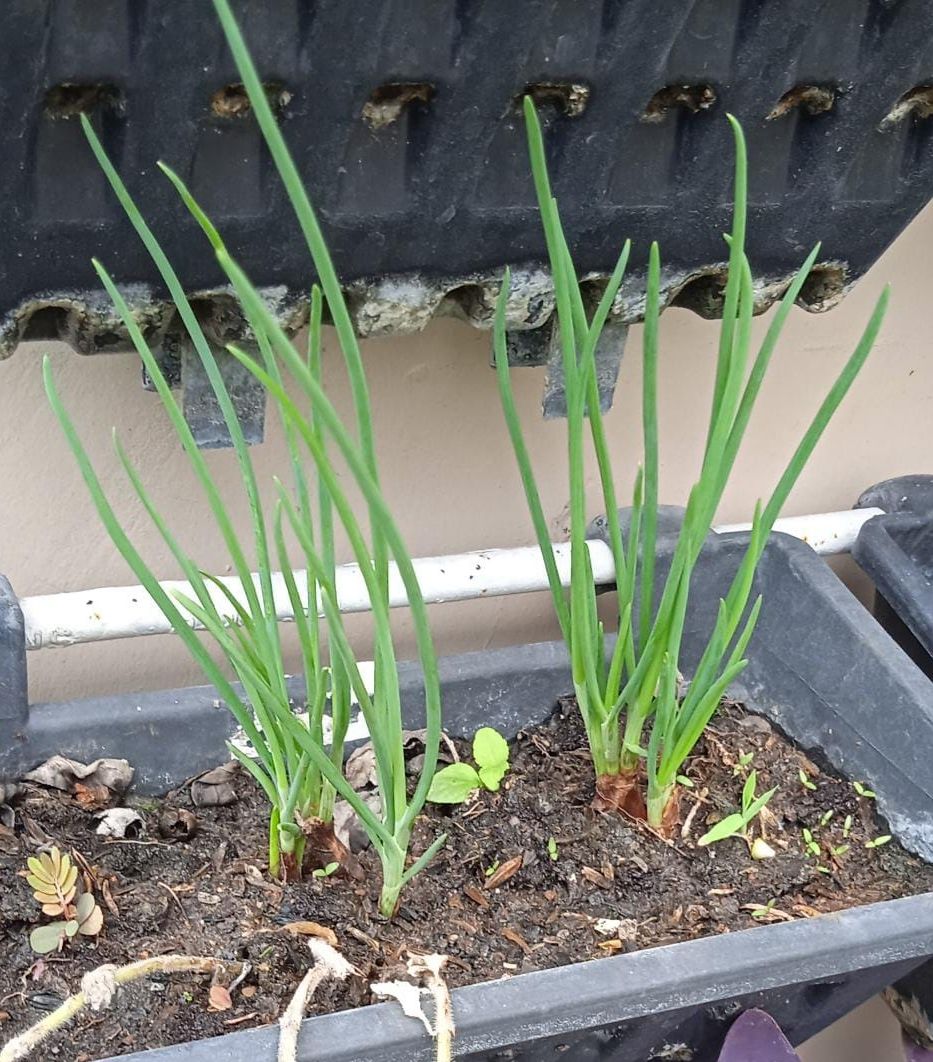 Tanaman Bawang Merah Seminggu | Pohon Bawang Merah | Bawang Merah ...
