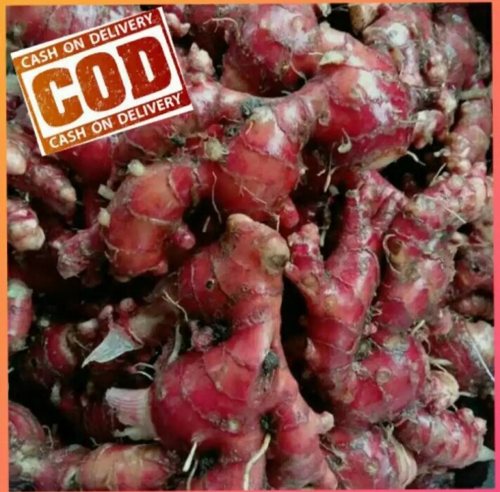 Jahe Merah Segar 1Kg 100% Jahe Merah Kering | Lazada Indonesia