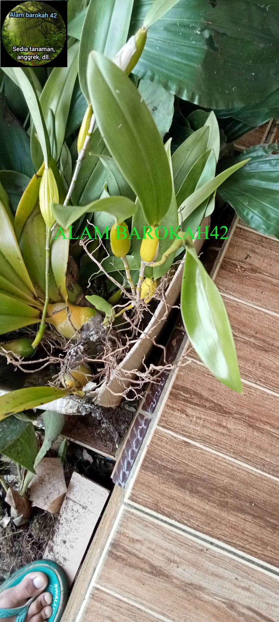 Anggrek batang kuning ( unik dan langka ) | Lazada Indonesia