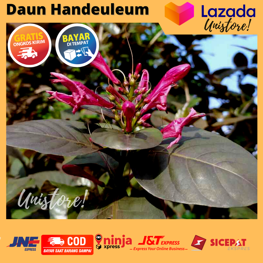 Daun Handeuleum Segar 500 gram Langsung Petik - daun Ungu | Lazada ...