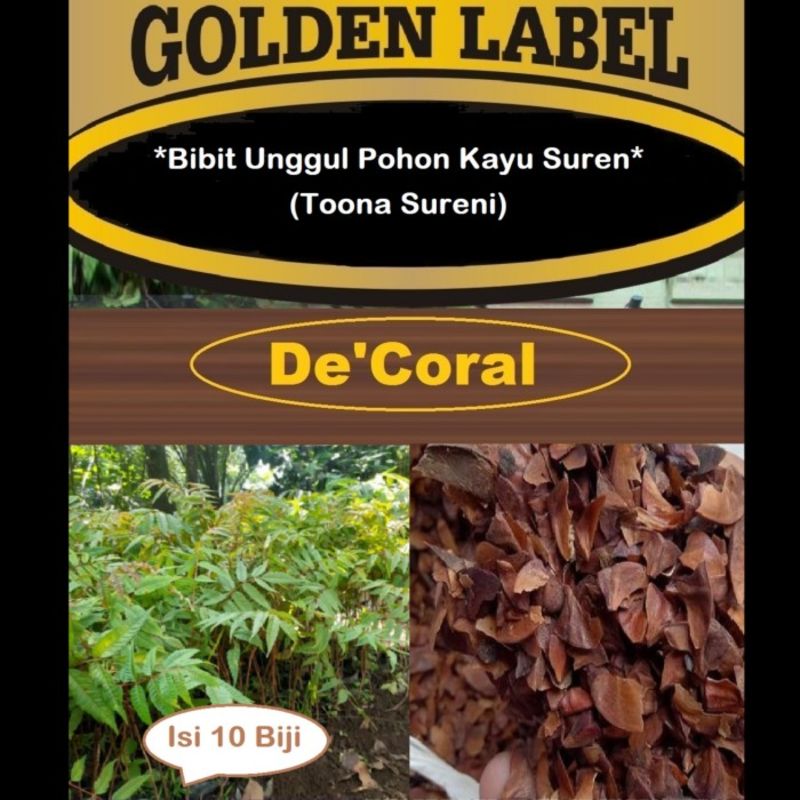 Bibit Unggul Pohon Kayu Suren | Benih Pohon Kayu Surian Toona Sureni ...