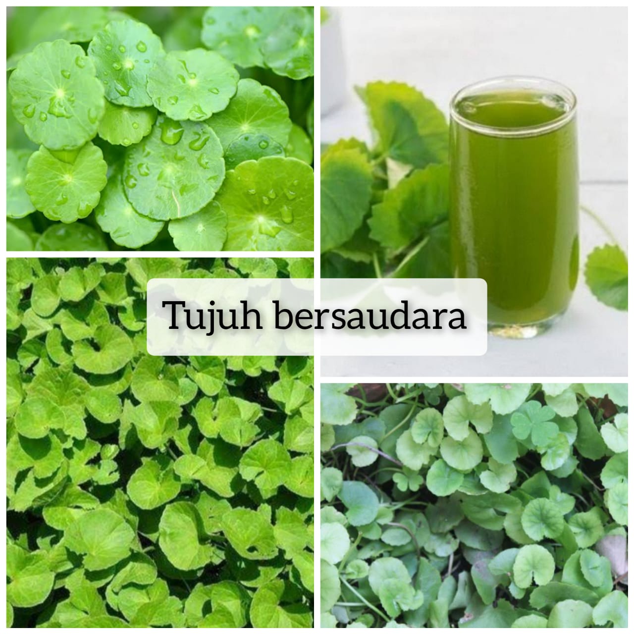 Daun pegagan atau antanan 500gram segar | Lazada Indonesia