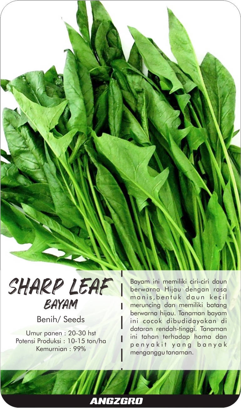 ANGZGRO Sharp Leaf Bayam 1000 Seeds | Lazada Indonesia