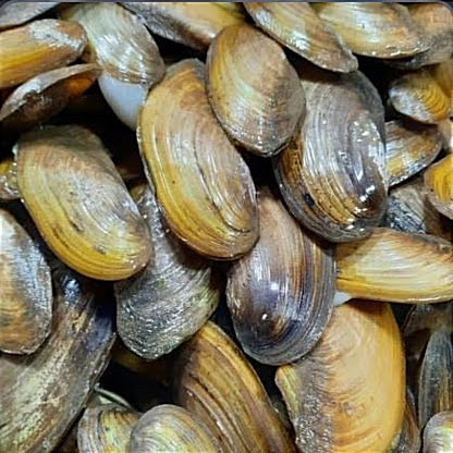 KERANG KIJING SEGAR, KERANG AIR TAWAR, KIJING, SEAFOOD, | Lazada Indonesia