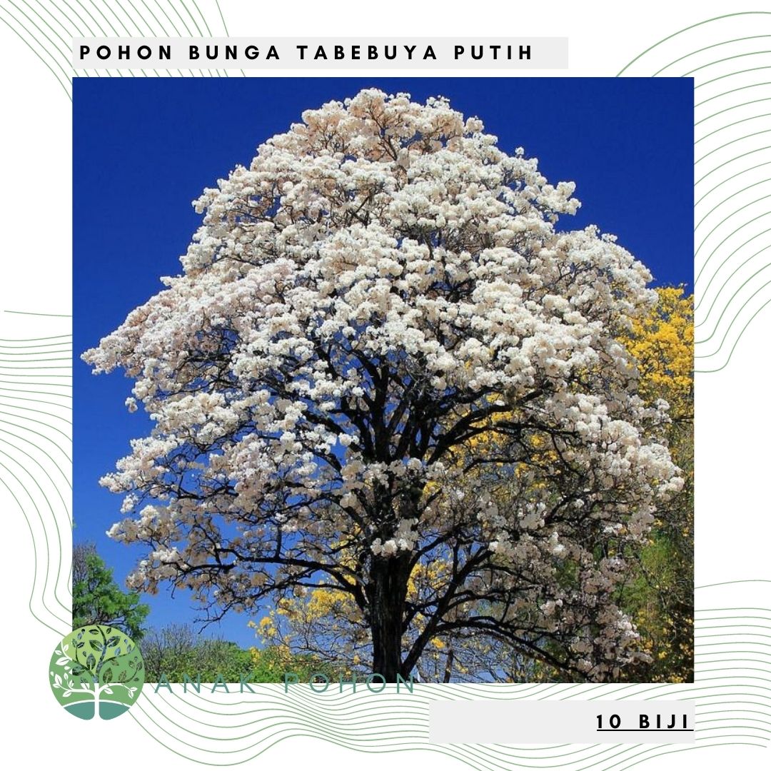 (10 Biji) Benih Bibit Biji - Pohon Bunga Tabebuya Putih Tabebuia roseo ...