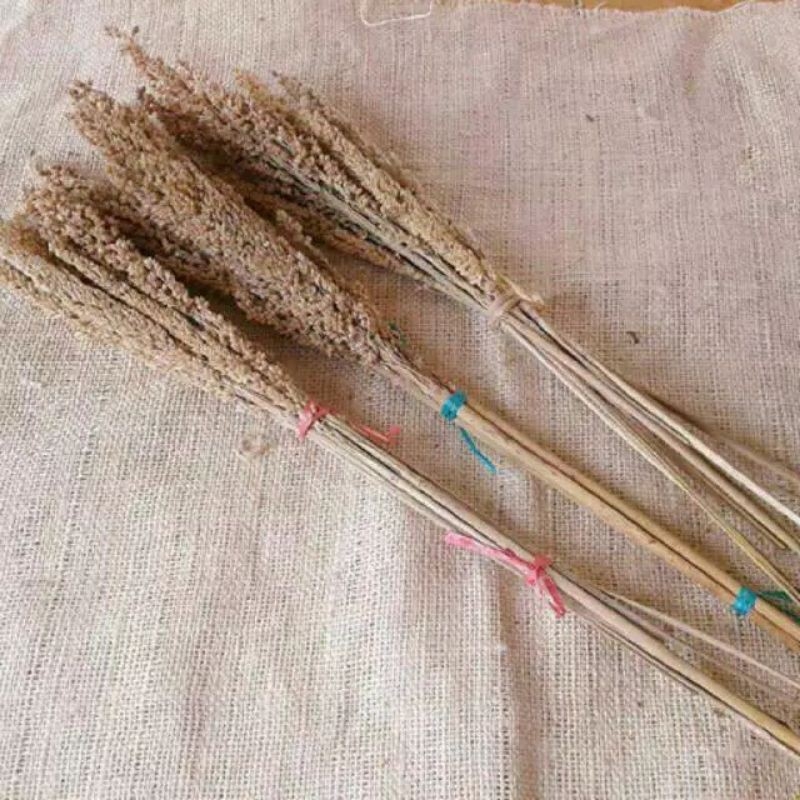 Bunga Kering Aesthetic Dekorasi Dried Flower Cantel Sorgum | Lazada ...