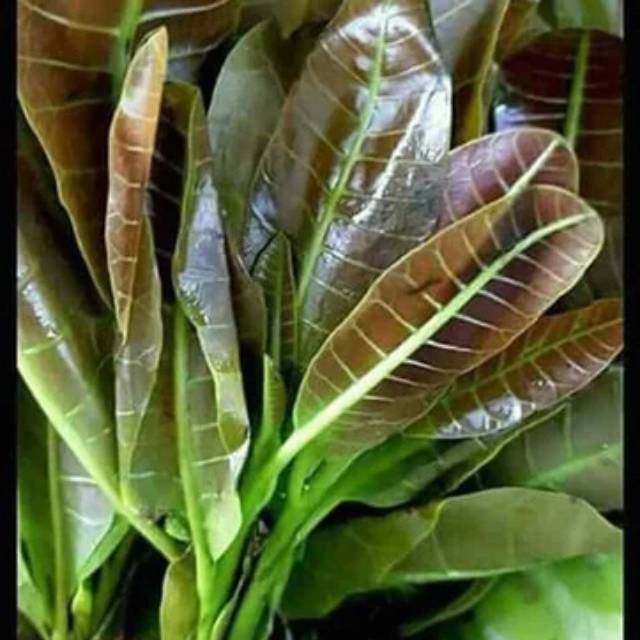 Daun mede muda daun mete segar daun jambu monyet lalapan segar | Lazada ...