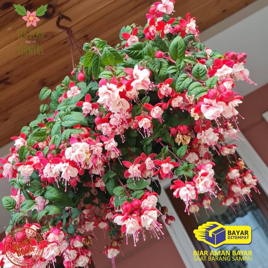 TANAMAN HIAS BUNGA FUCHSIA LAMPION TANAMAN HIAS LAMPION anting bunga ...