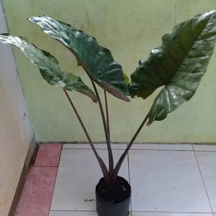 tanaman hias sente hitam varigata termurah | Lazada Indonesia