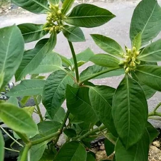 PELANSING PERUT INSTAN Daun Kastroli Daun Kate Mas Daun Patik mas Suduk ...