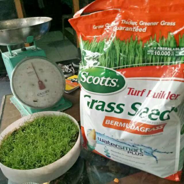 Biji Rumput Scotts Turf Builder Bermuda Grass Per 100 Gram | Lazada ...