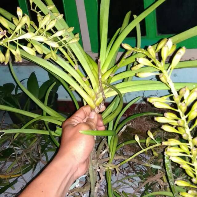 Anggrek Ekor Tupai / Rhynchostylis Retusa Dewasa | Lazada Indonesia