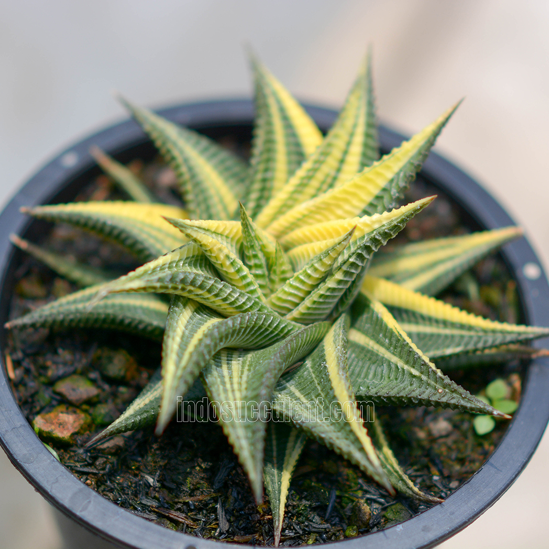 BUNGA HAWORTHIA LIMIFOLIA VARIEGATA | Lazada Indonesia