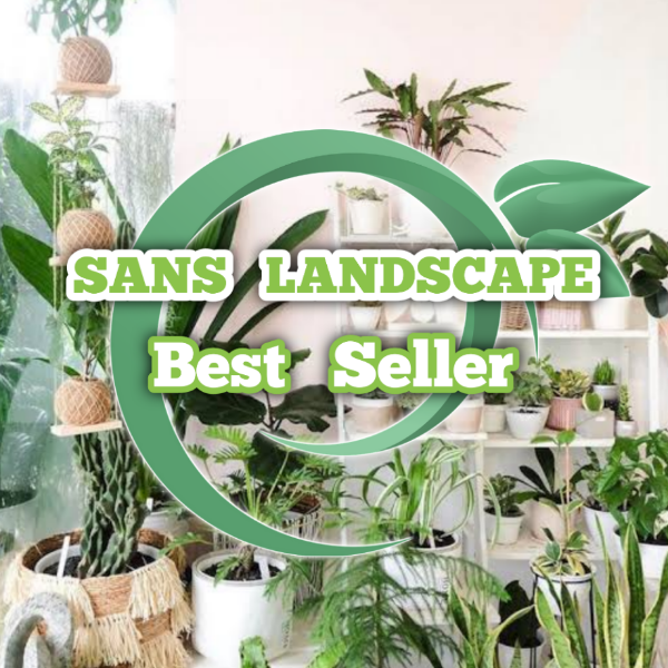 Shop online with Sans Snack now! Visit Sans Snack on Lazada.