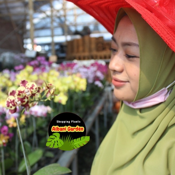 Albani Garden Toko resmi di Indonesia, Online Shop 04 2025