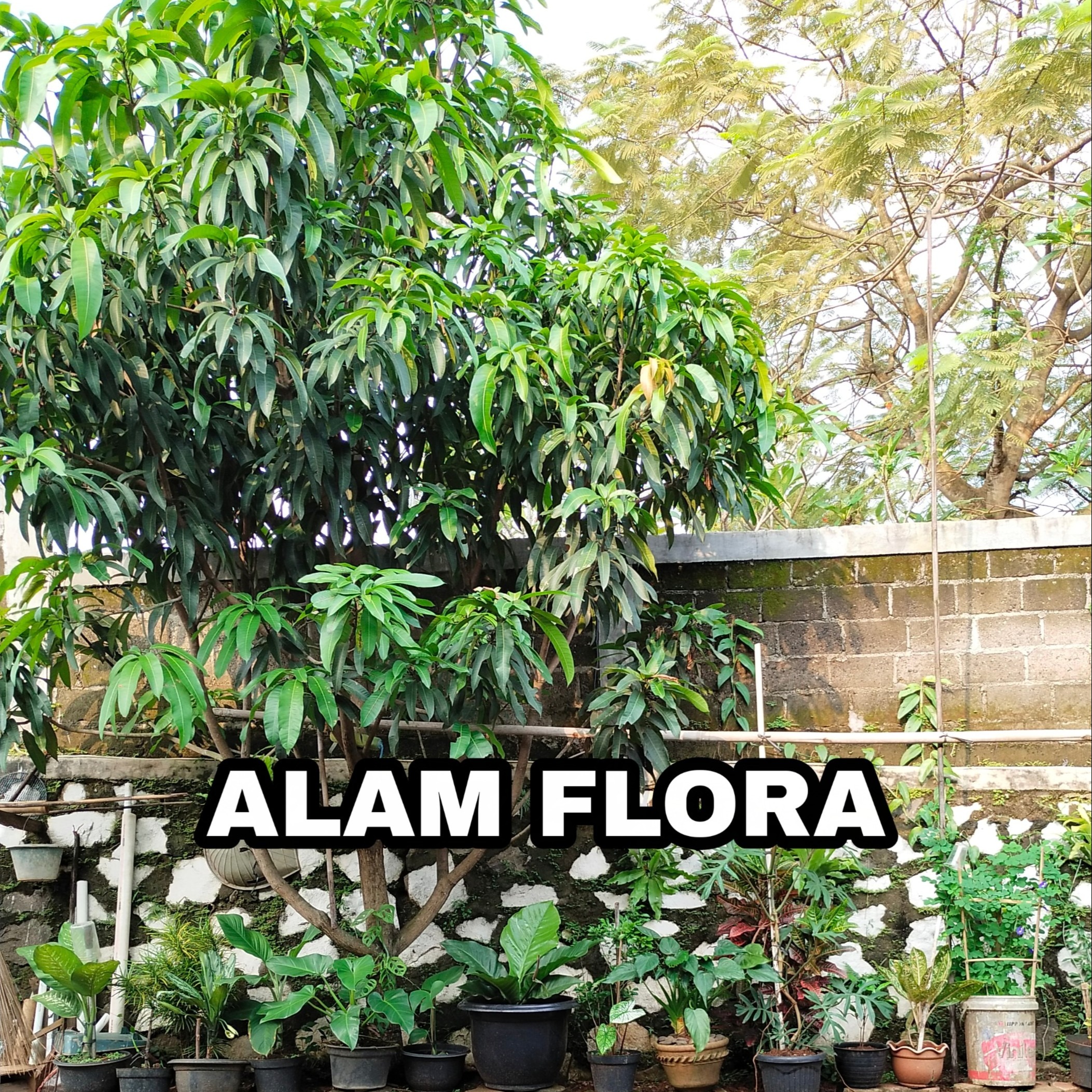 Shop online with ALAM FLORA now! Visit ALAM FLORA on Lazada.